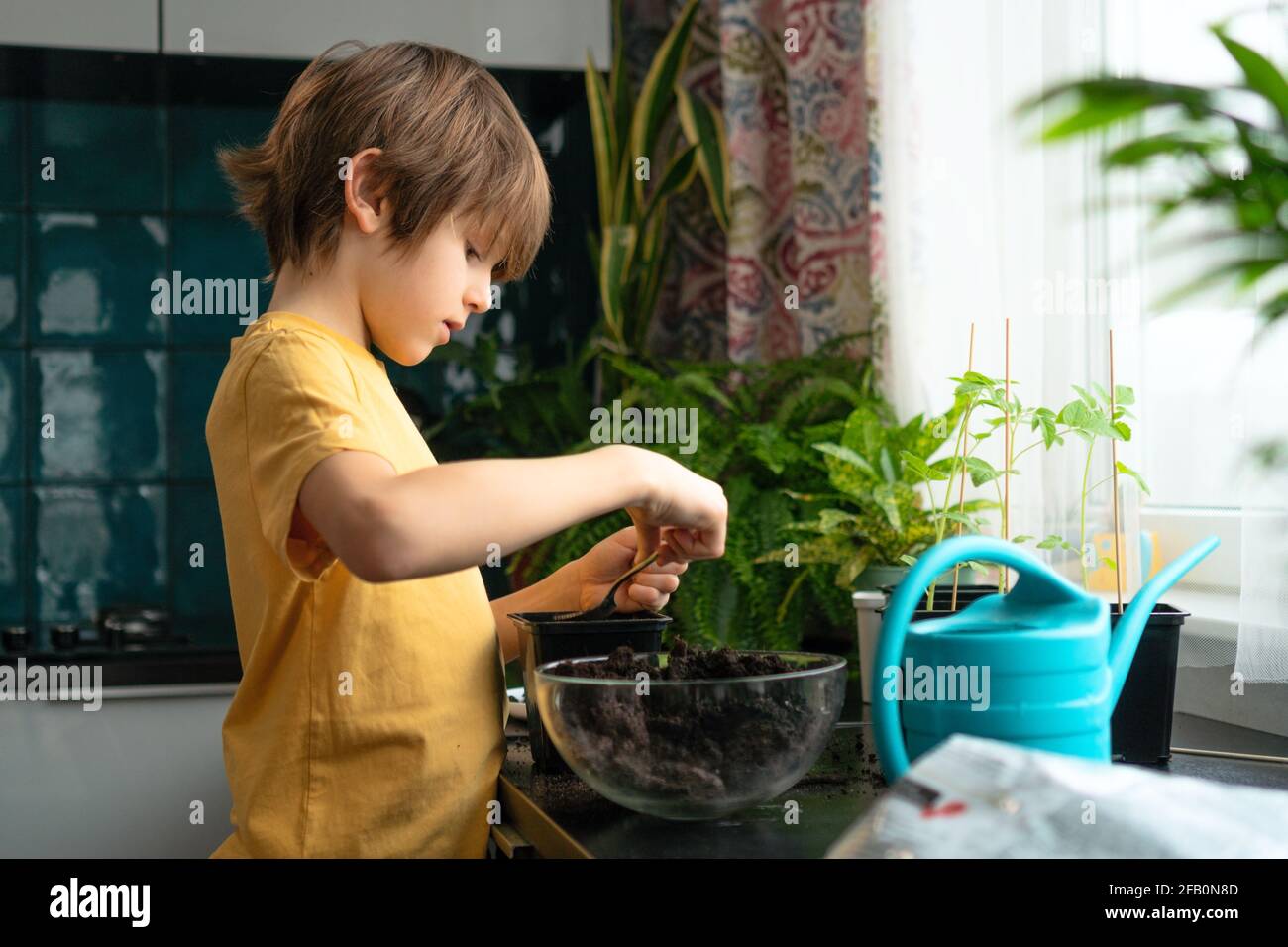 Little boy planting seedlings at home. An independent child is busy ...