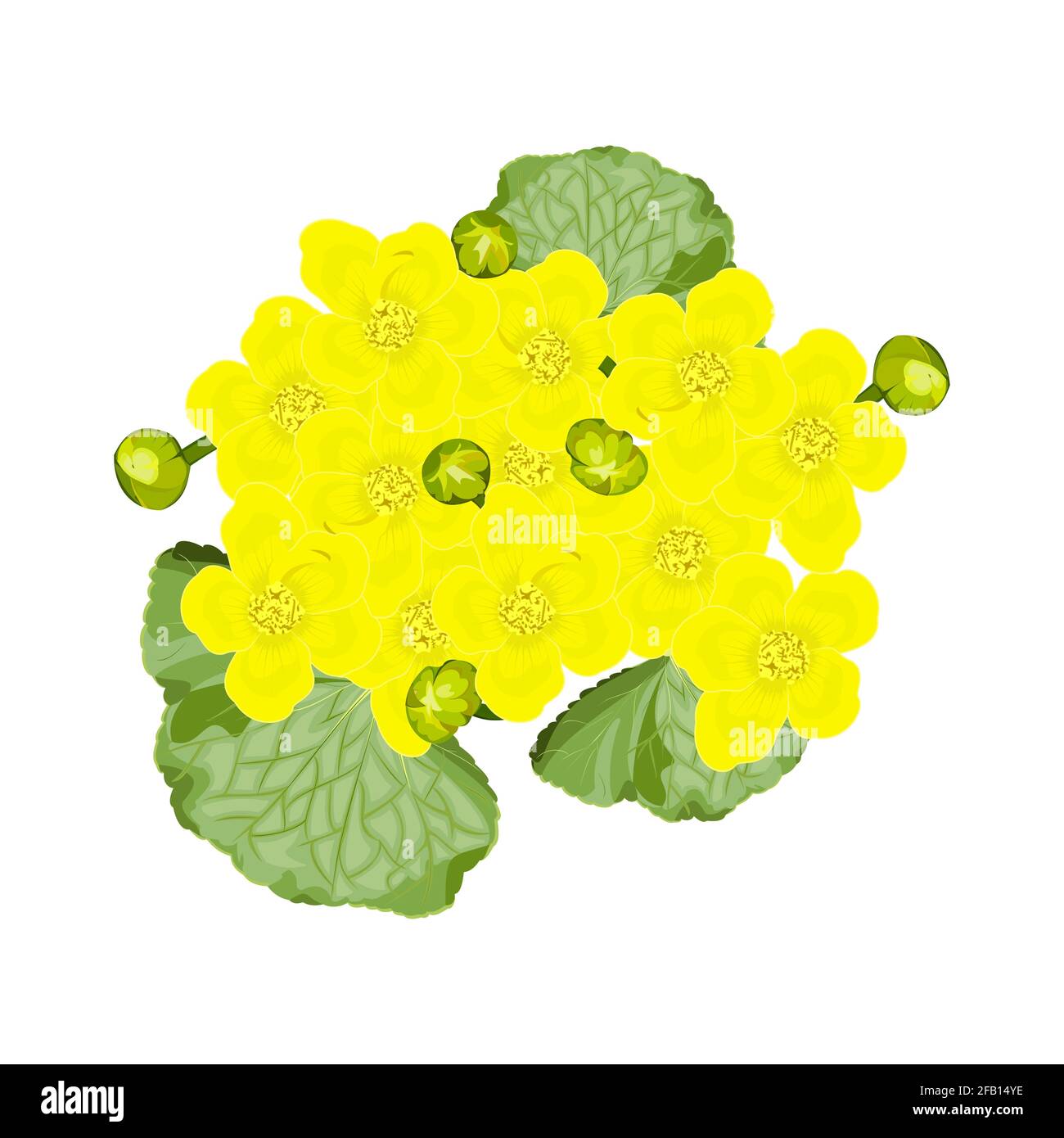 White marigold flowers on Stock Vector Images - Alamy