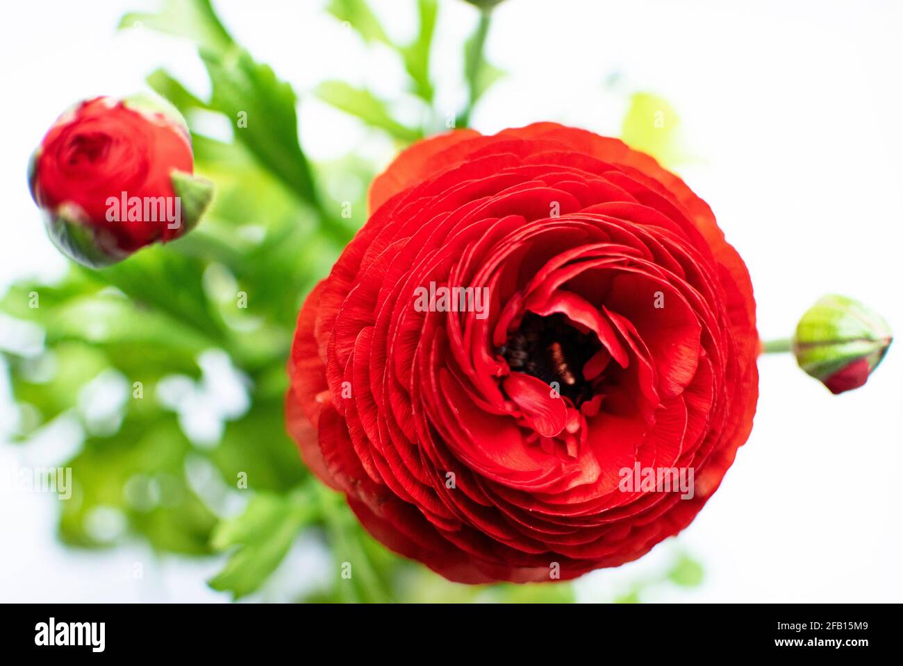 Rad flower hi-res stock photography and images - Alamy