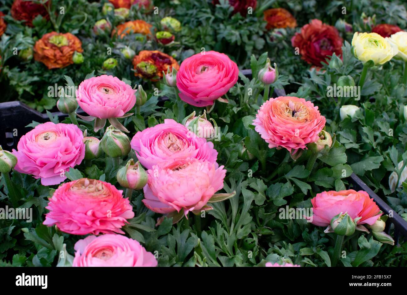 Beautiful pink ranunculuses flowers close up. Buttercups cultivation ...