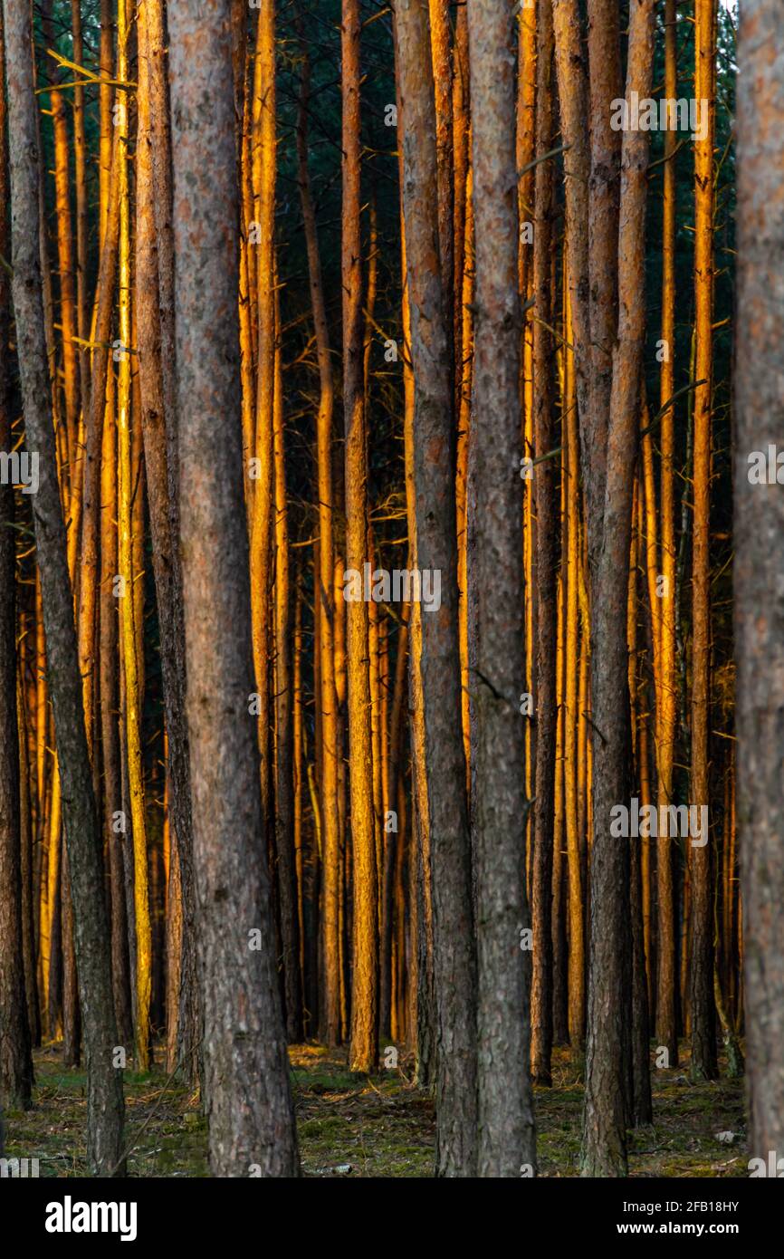 Early spring flight across a small forest road Stock Photo - Alamy