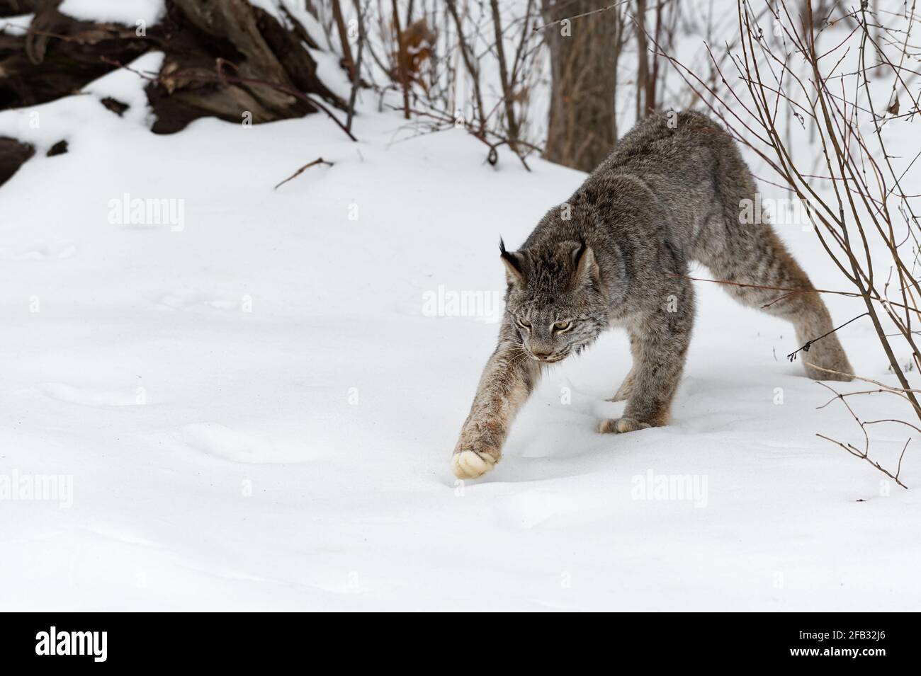 Canadian Lynx (Lynx canadensis) Gazes at Paw Placement in Snow Winter ...