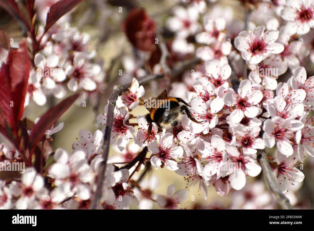 A busy bumble bee on a flowering cherry blossom tree Stock Photo - Alamy
