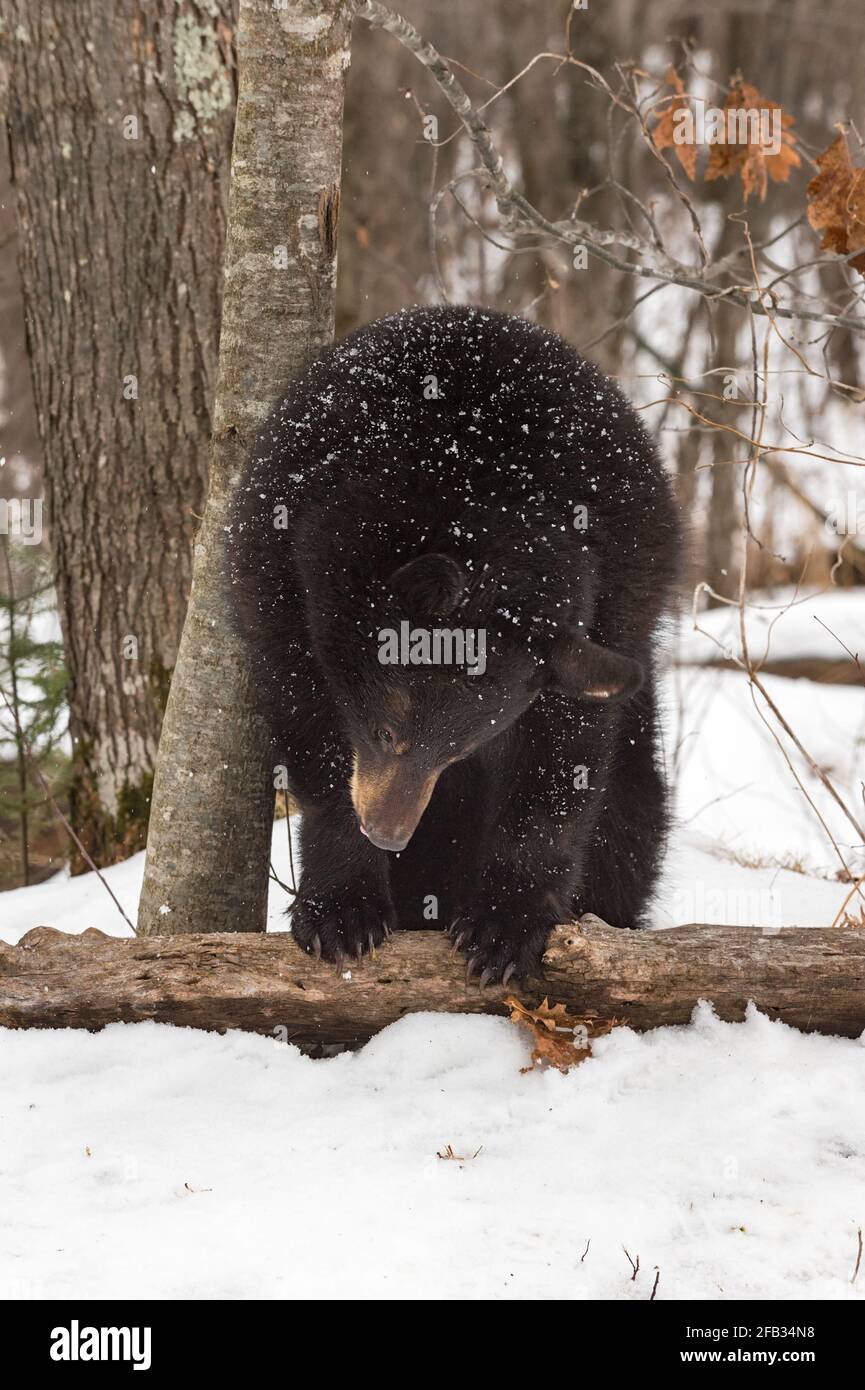 Black bear back scratch hi-res stock photography and images - Alamy