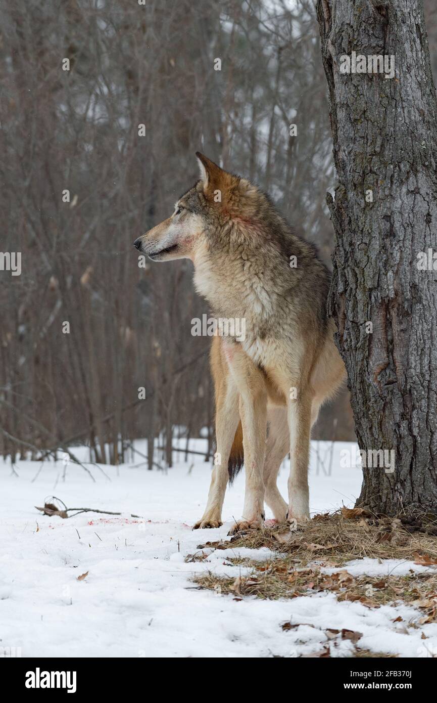 Blood smeared hi-res stock photography and images - Alamy