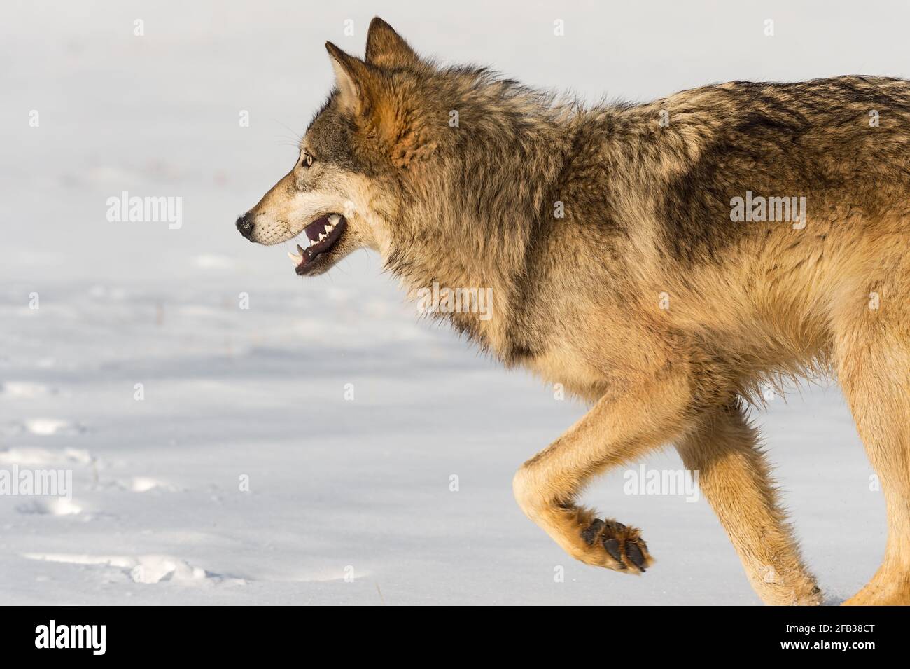 Wolf trot hi-res stock photography and images - Alamy