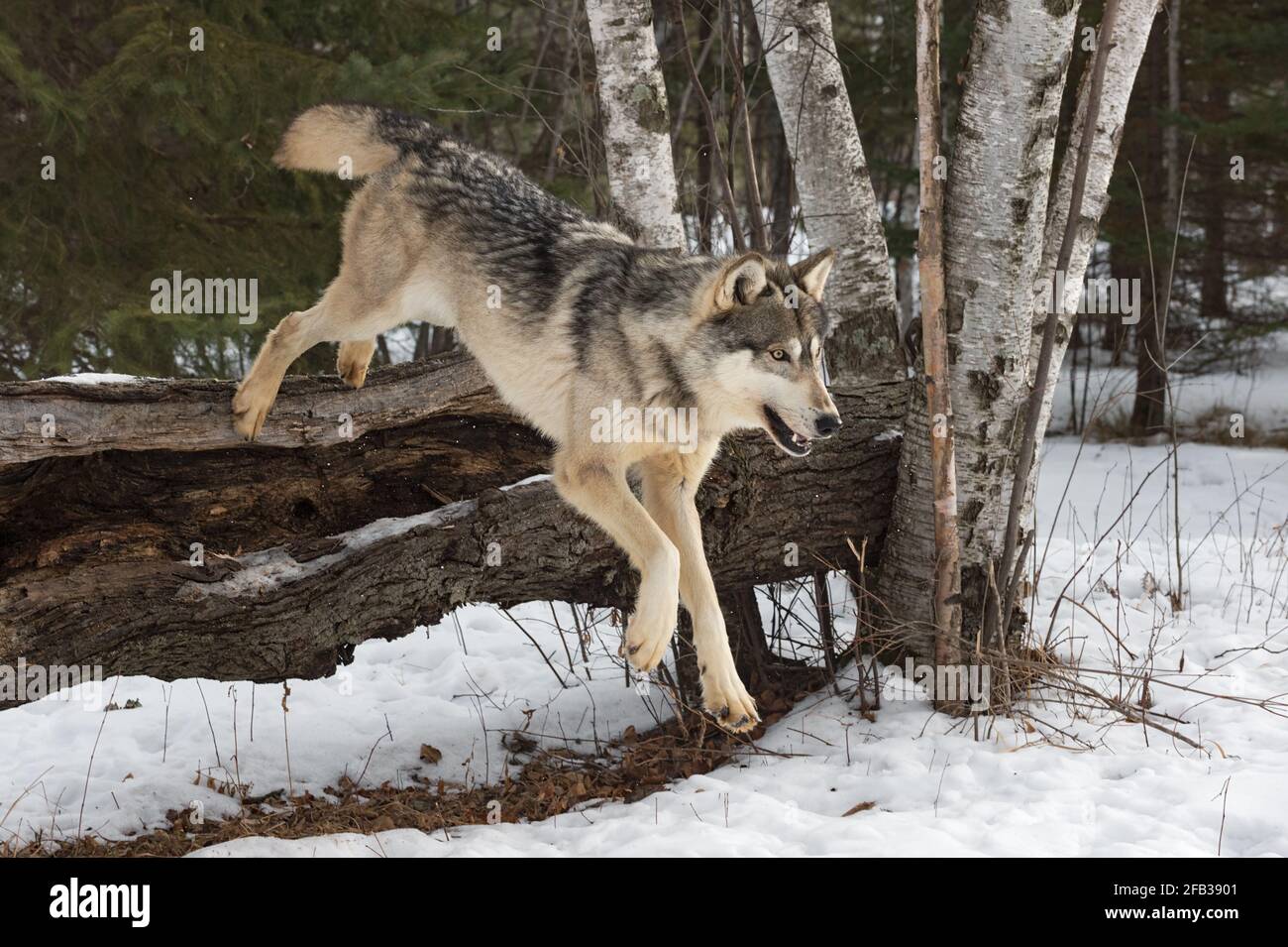 Gray Wolf Jumping