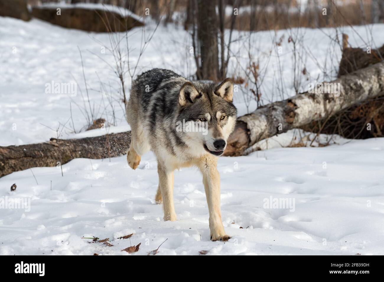 Grey Wolf (Canis lupus) Trots Forward After Jumping Over Log Winter ...