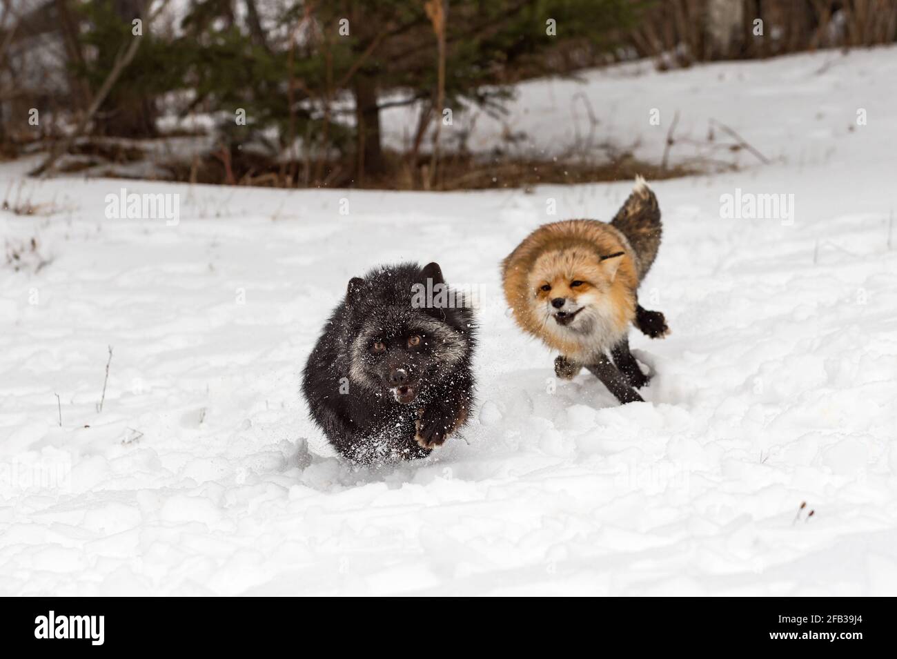 Silver Fox (Vulpes vulpes) Being Chased by Red Fox Winter - captive ...