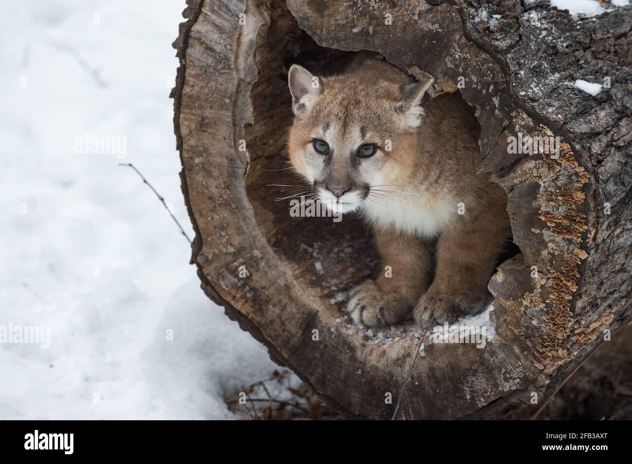 Female Cougar (Puma concolor) Stands Inside Hollow Tree Winter ...