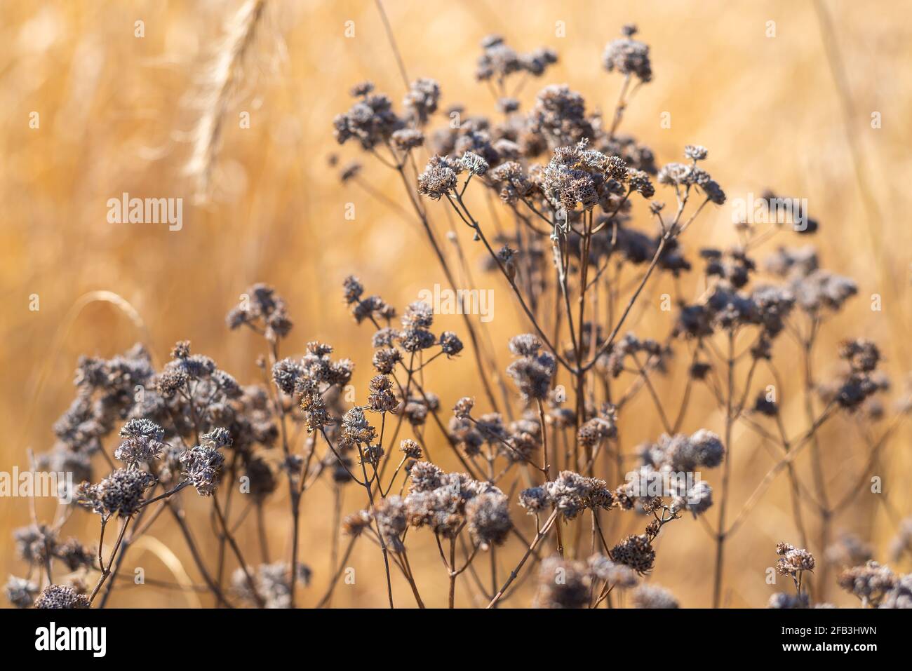 Dead vegetation on the prairie in the morning light. Sue and Wes Dixon ...
