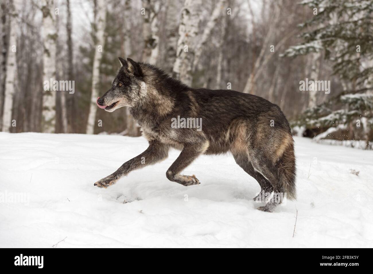 Licking chops hi-res stock photography and images - Alamy