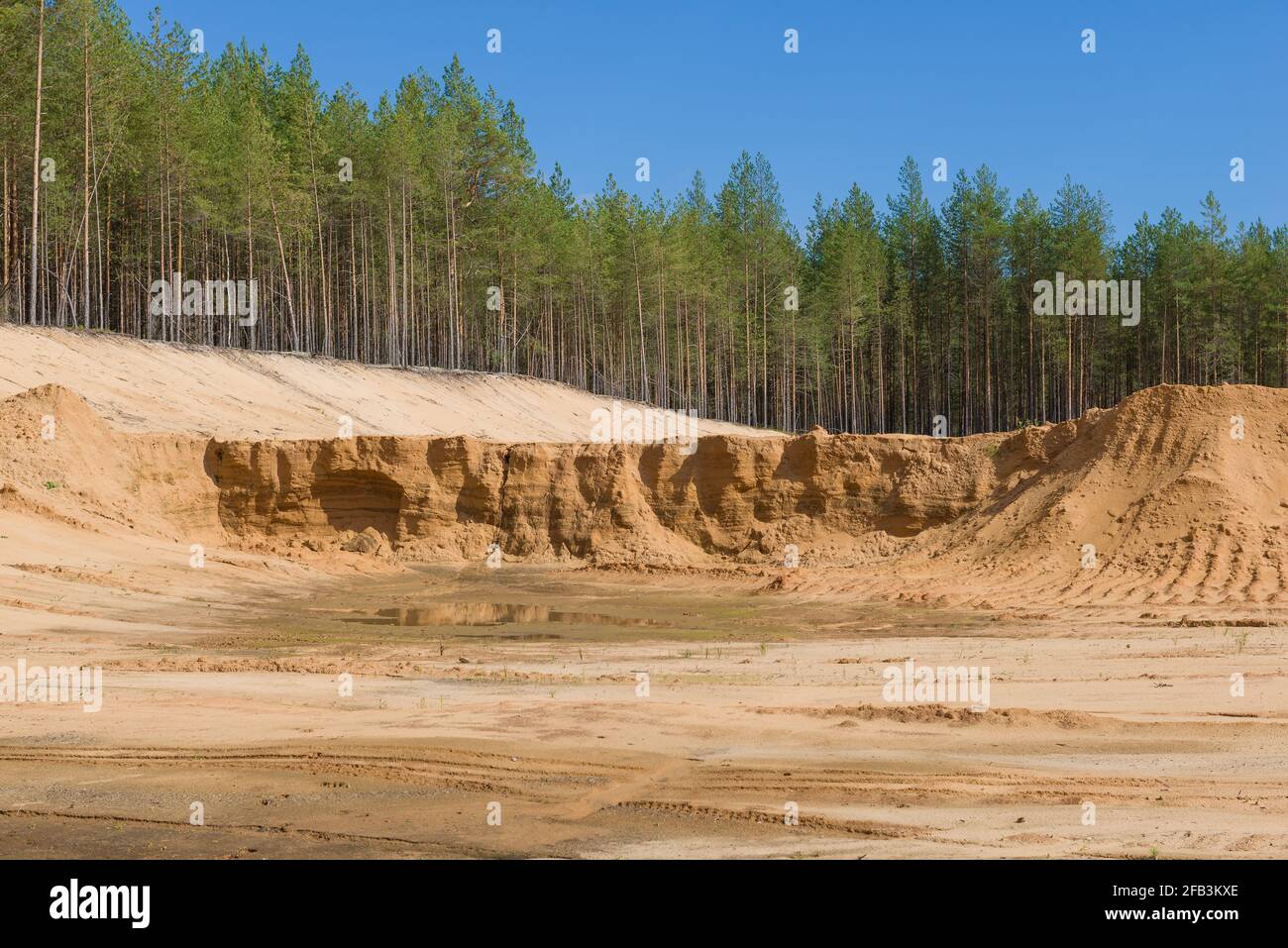 Sand quarry steps on a young coniferous forest Stock Photo - Alamy