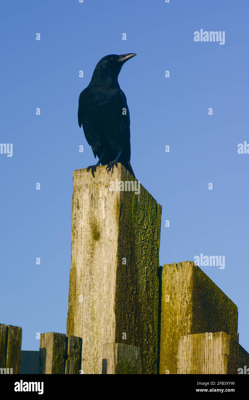 Raven Sitting On Fence Post Along The Ocean Stock Photo - Alamy