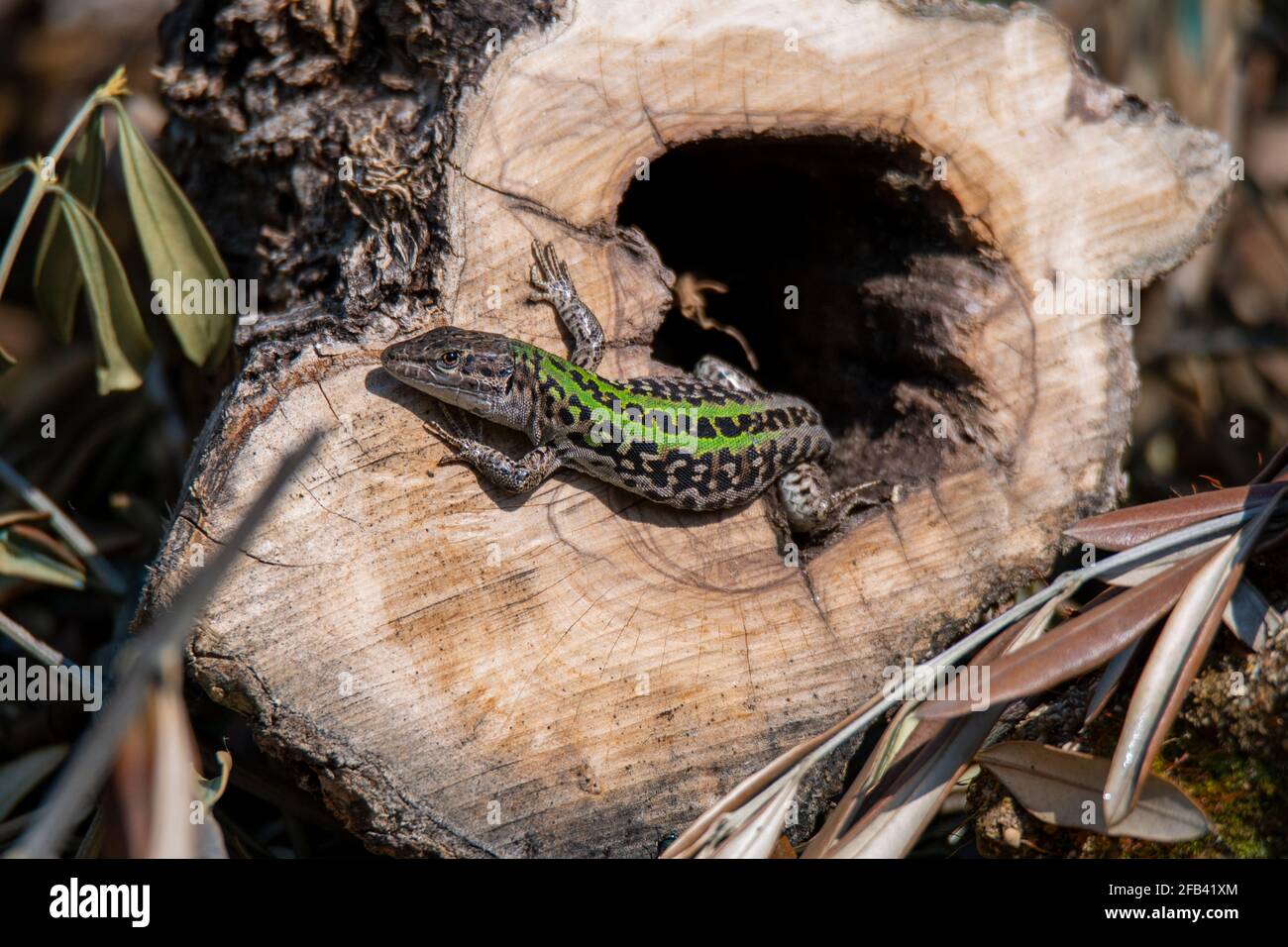 lizard in the sun on a trunk bark Stock Photo - Alamy