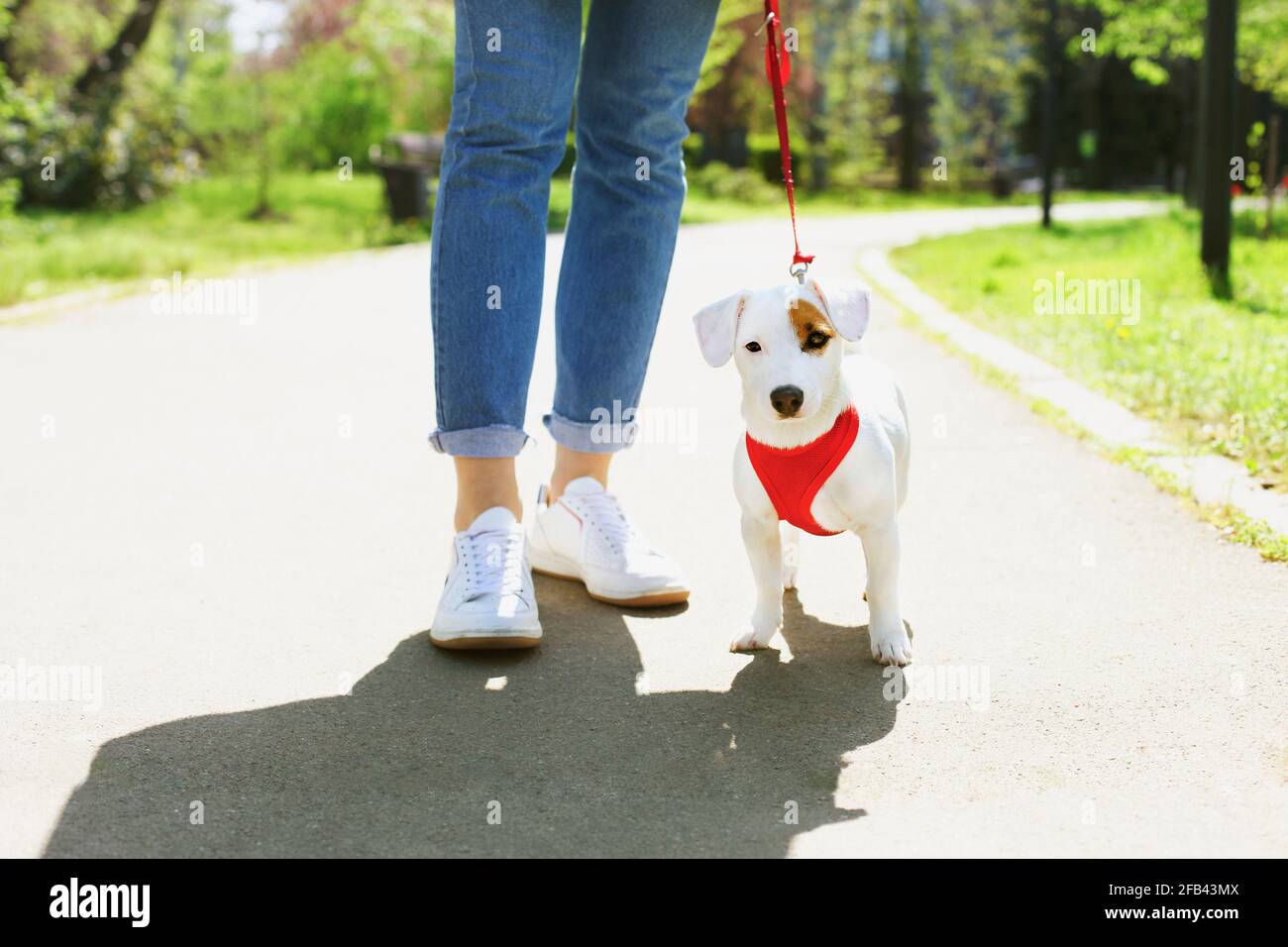 Funny puppy of jack russell terrier sitting on floor between woman ...