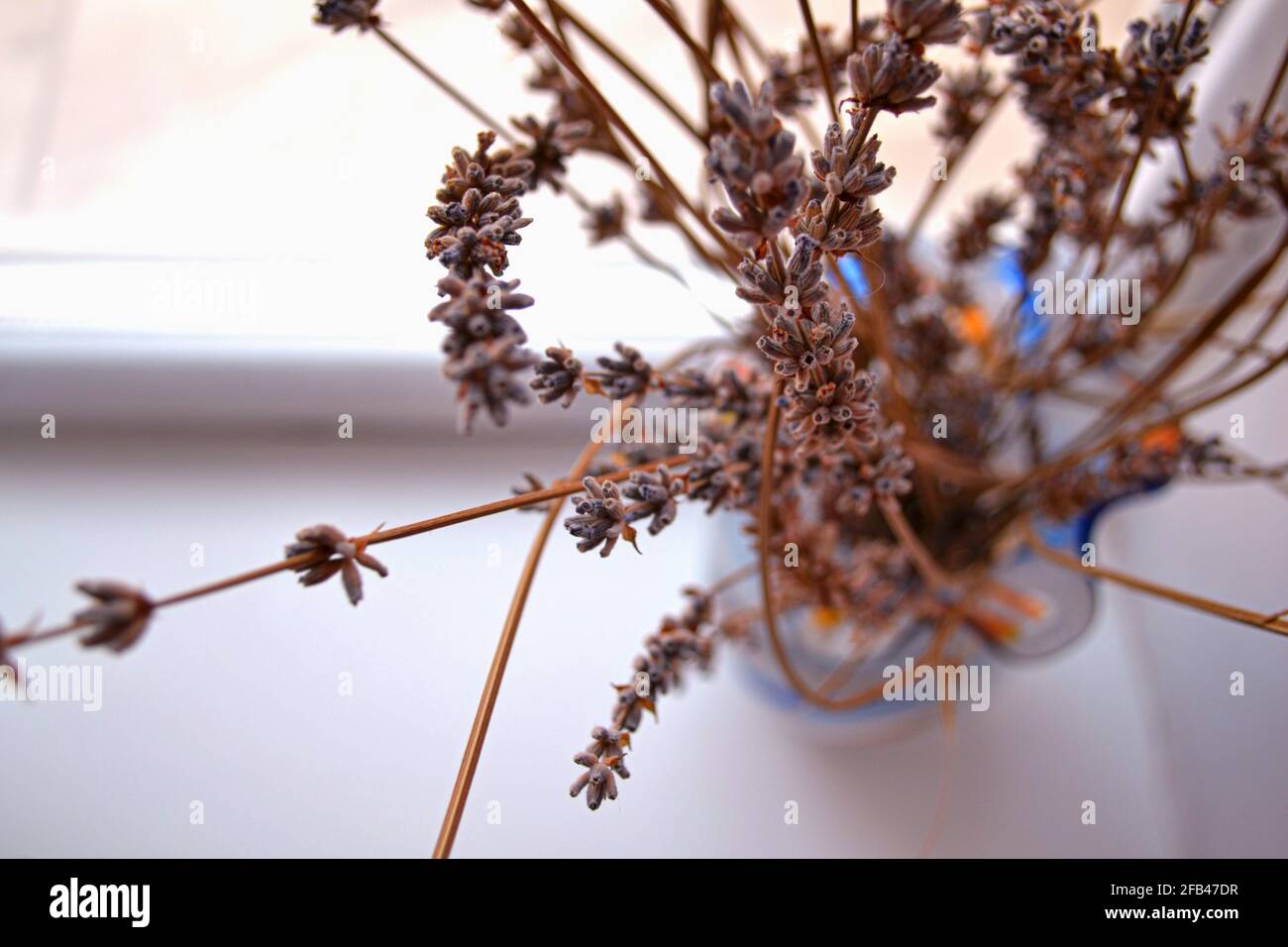 Lavender branches hi-res stock photography and images - Alamy