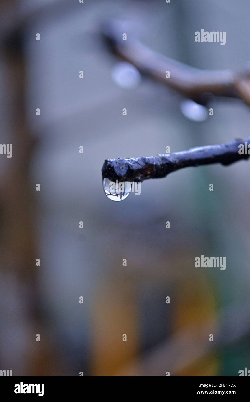 Water droplets twig hi-res stock photography and images - Alamy