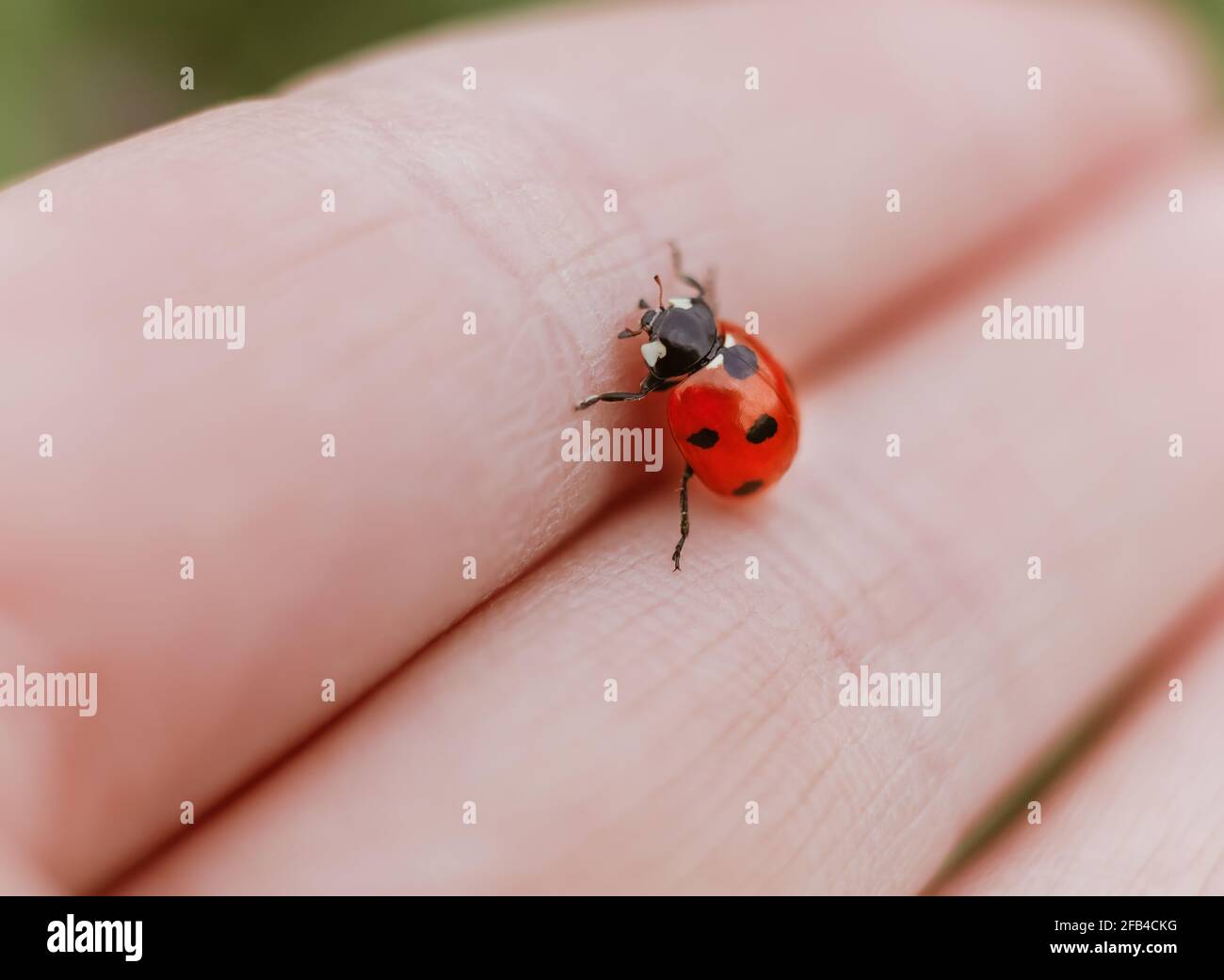 Macro close up ladybug on human hand Stock Photo - Alamy