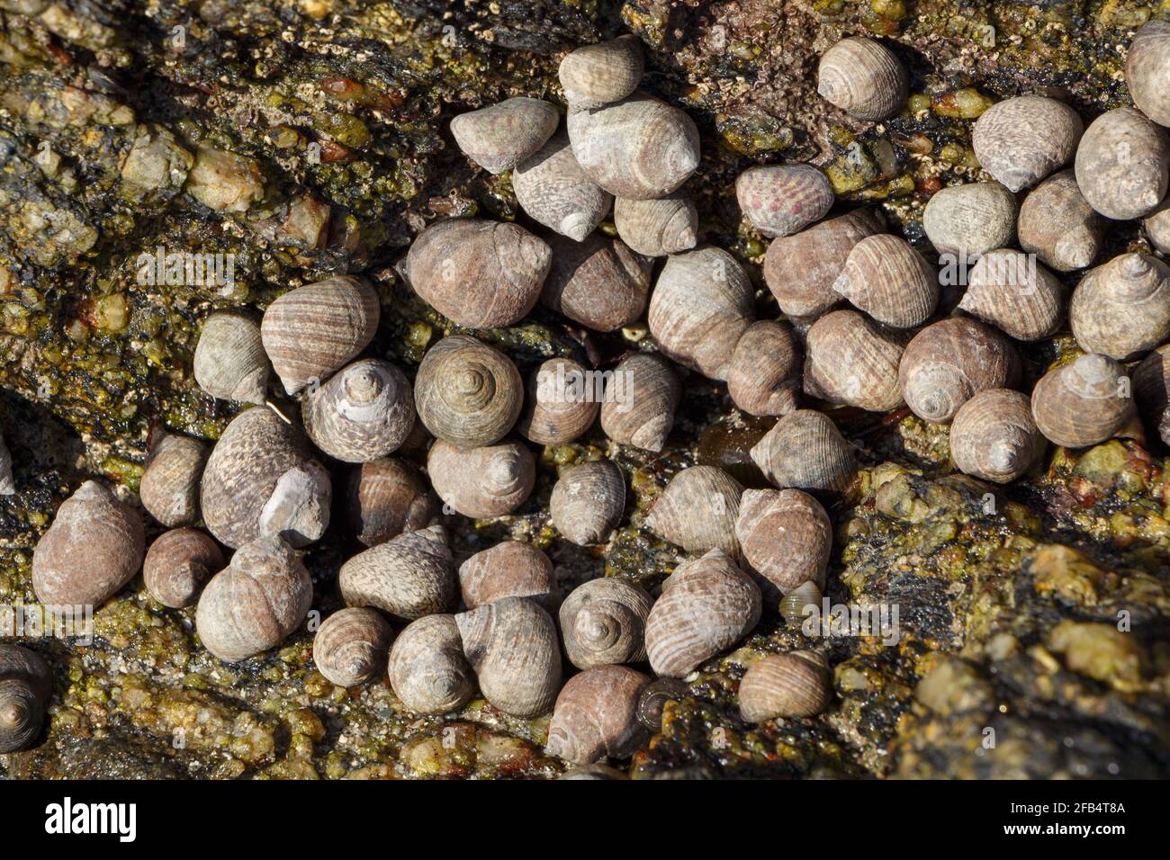 Winkle fishing hi-res stock photography and images - Alamy