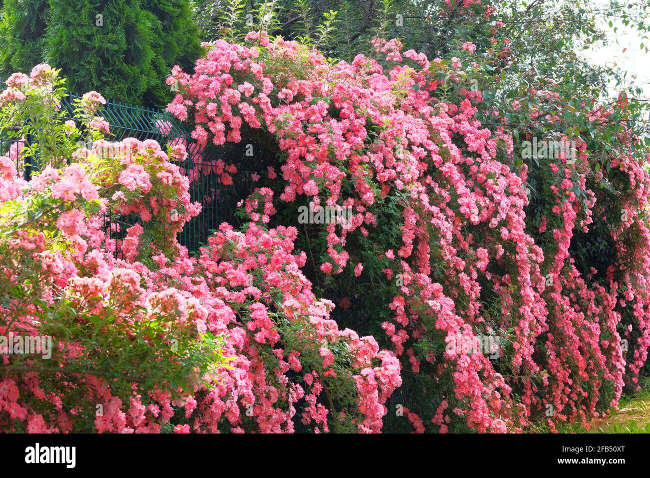 Romantic rose valley. Aromatic rose flowers on beautiful bush in ...