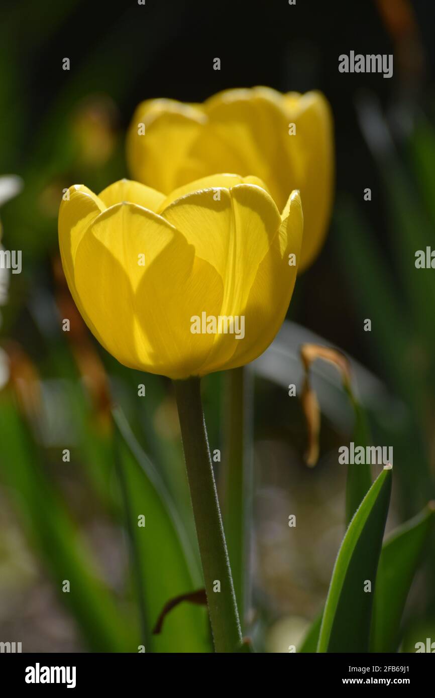 Tulip classification hi-res stock photography and images - Alamy