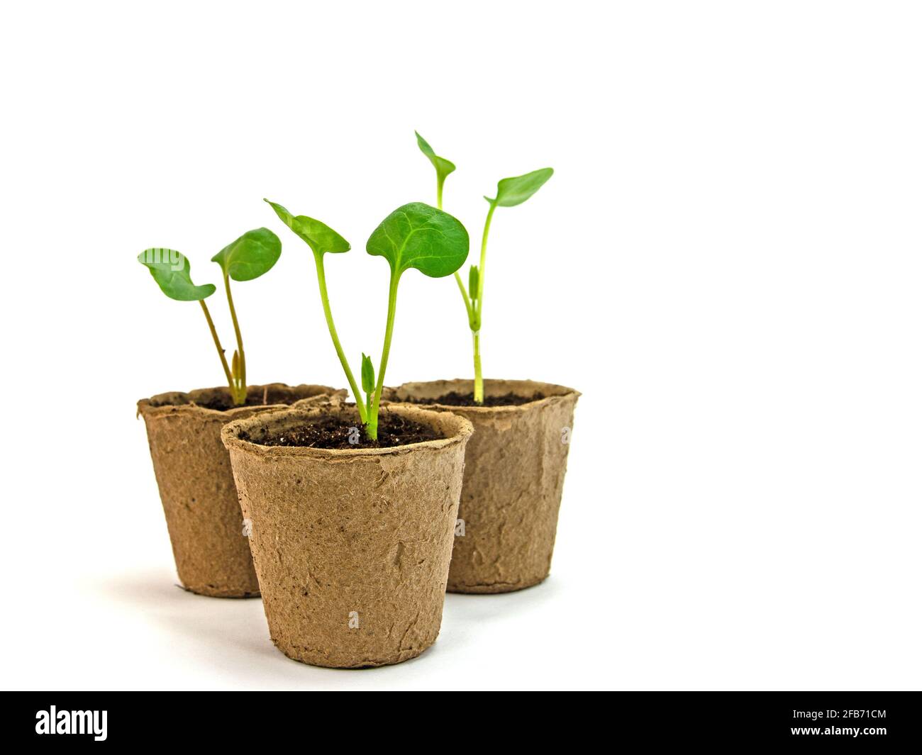 Plants pots white background hi-res stock photography and images - Alamy