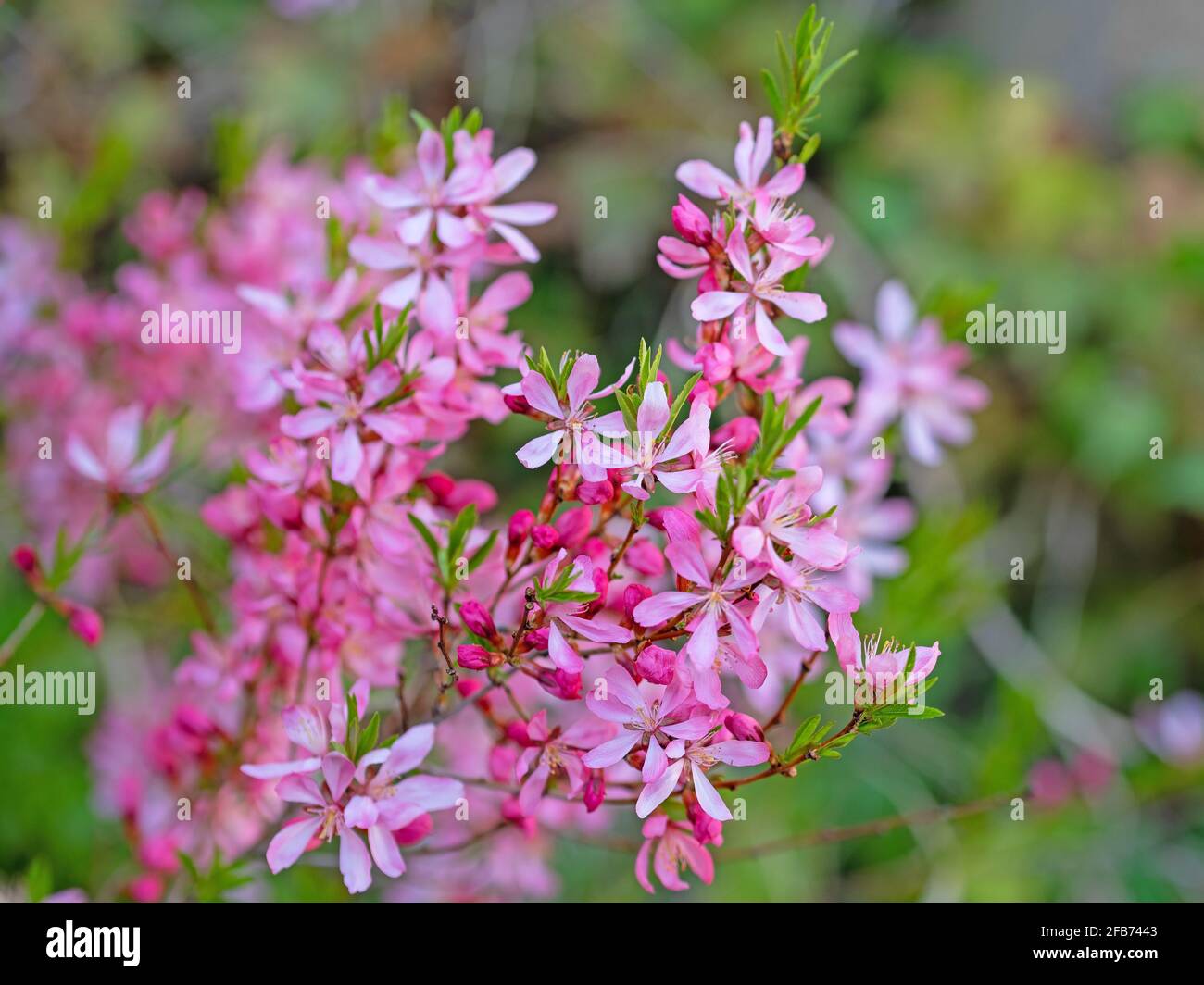 Blooming dwarf almond, Prunus tenella, in spring Stock Photo - Alamy