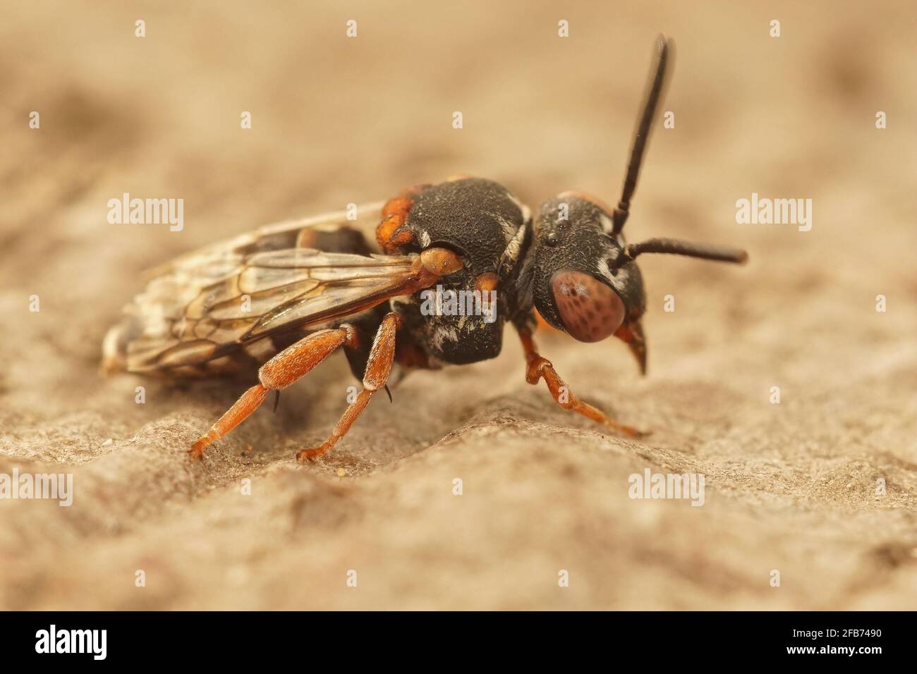 Black thighed epeolus epeolus variegatus hi-res stock photography and ...
