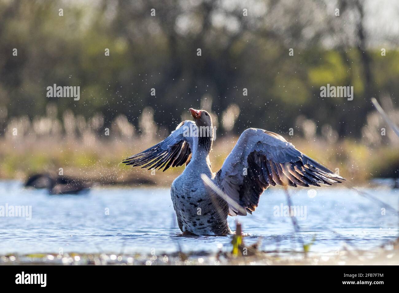 White goose with open wings at the pond hi-res stock photography and ...