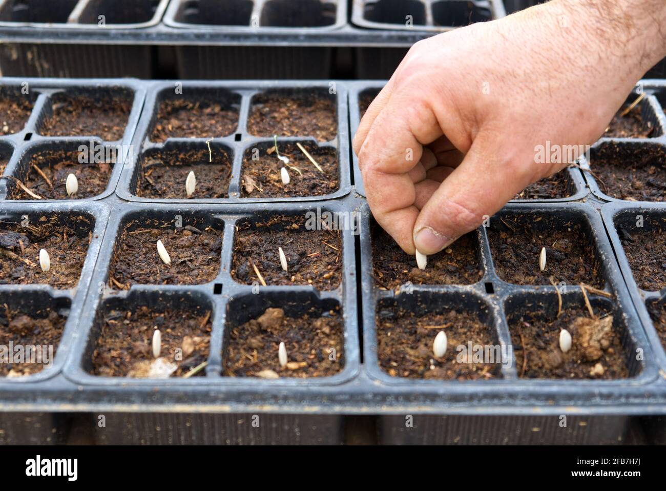 Planting po hi-res stock photography and images - Alamy