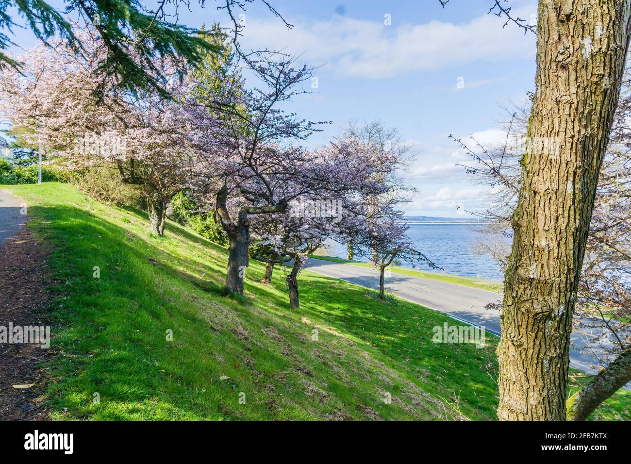 Trees on a grassy slope near Lake Washington are in full bloom Stock ...