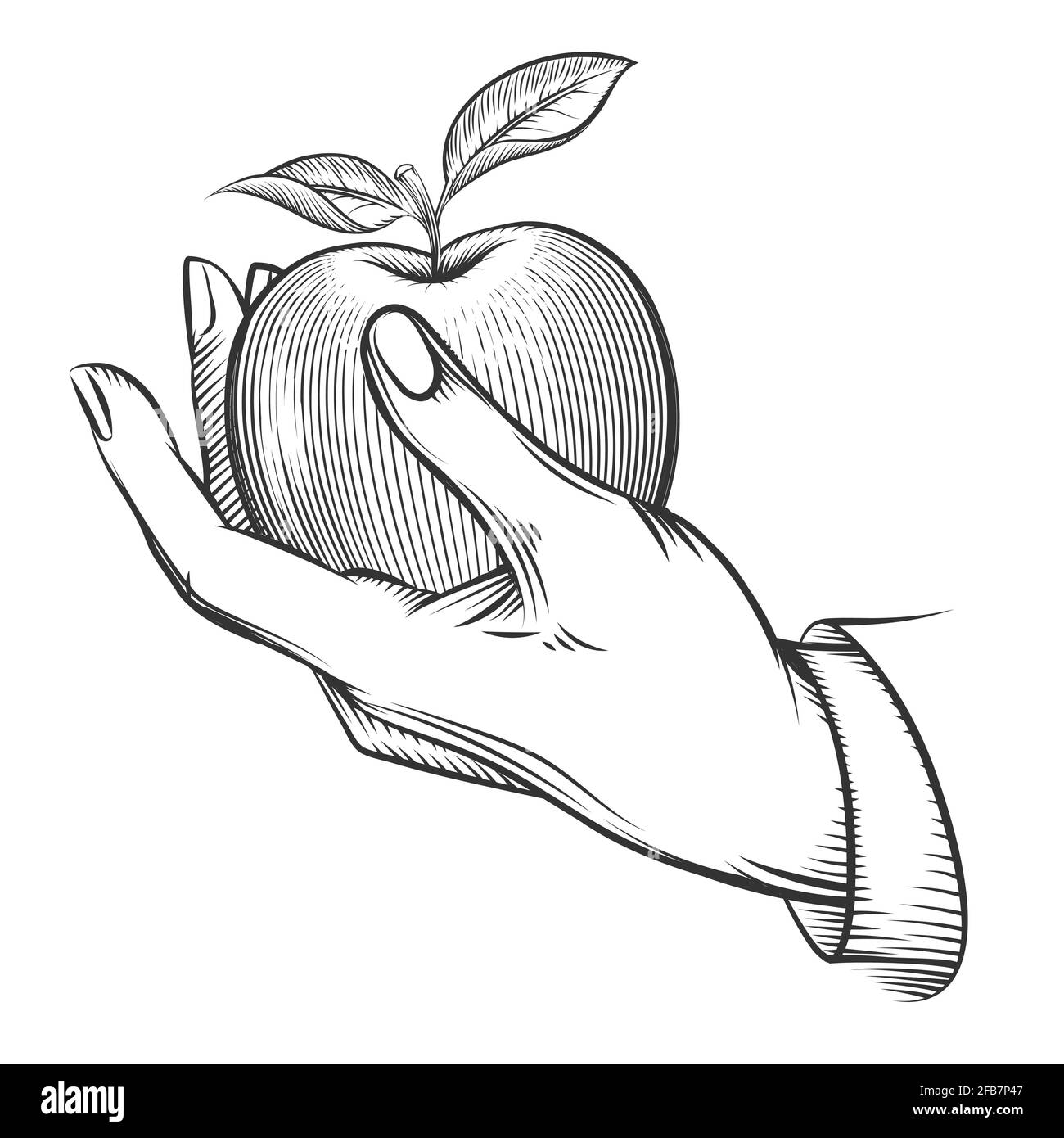 Human hand with apple drawn in engraving style. Apple fruit, nature ...