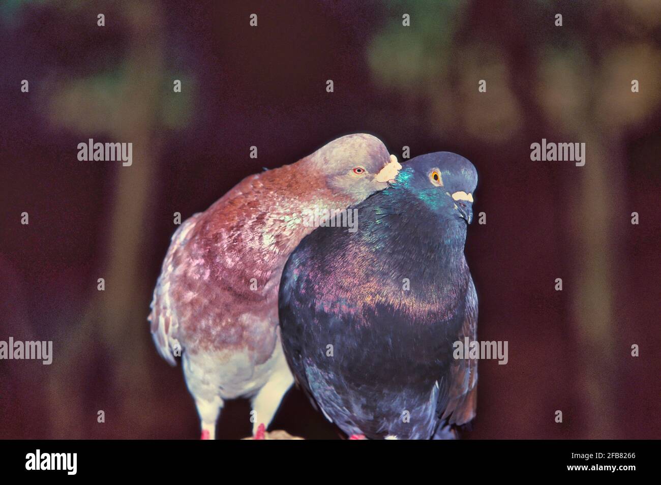 Pigeons loving hi-res stock photography and images - Alamy
