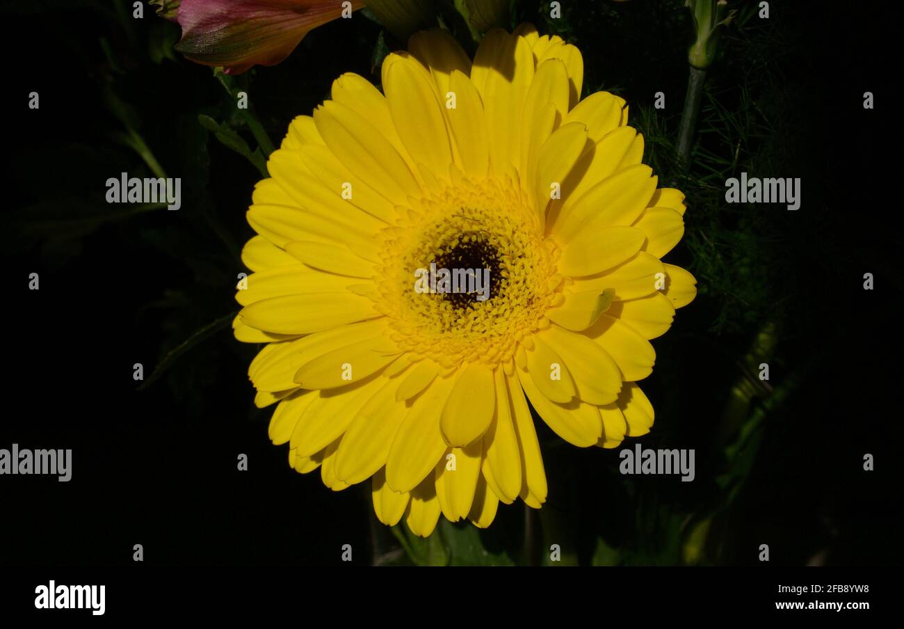Single yellow gerbera against black background with space for copy ...