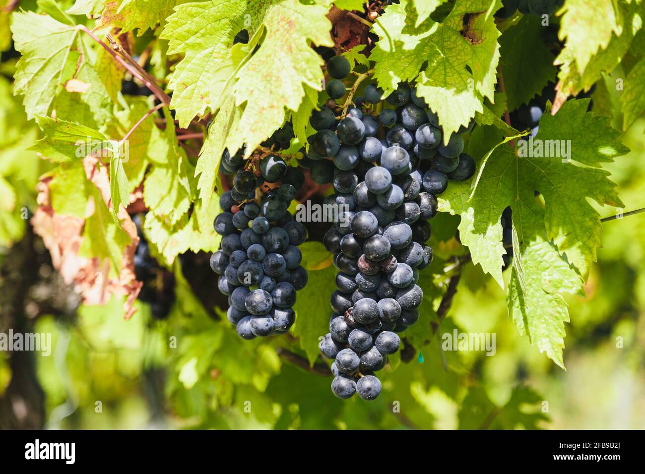 Large bunches of red wine grapes hang from an old vine in warm ...