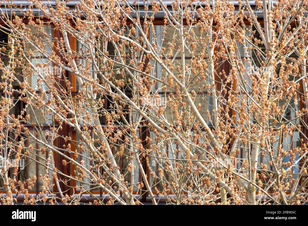 Silhouette tree branch through window hi-res stock photography and ...