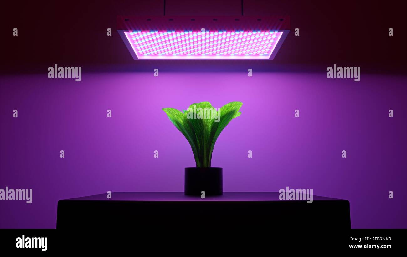 Green salad plant under LED grow light. 3d illustration Stock Photo - Alamy