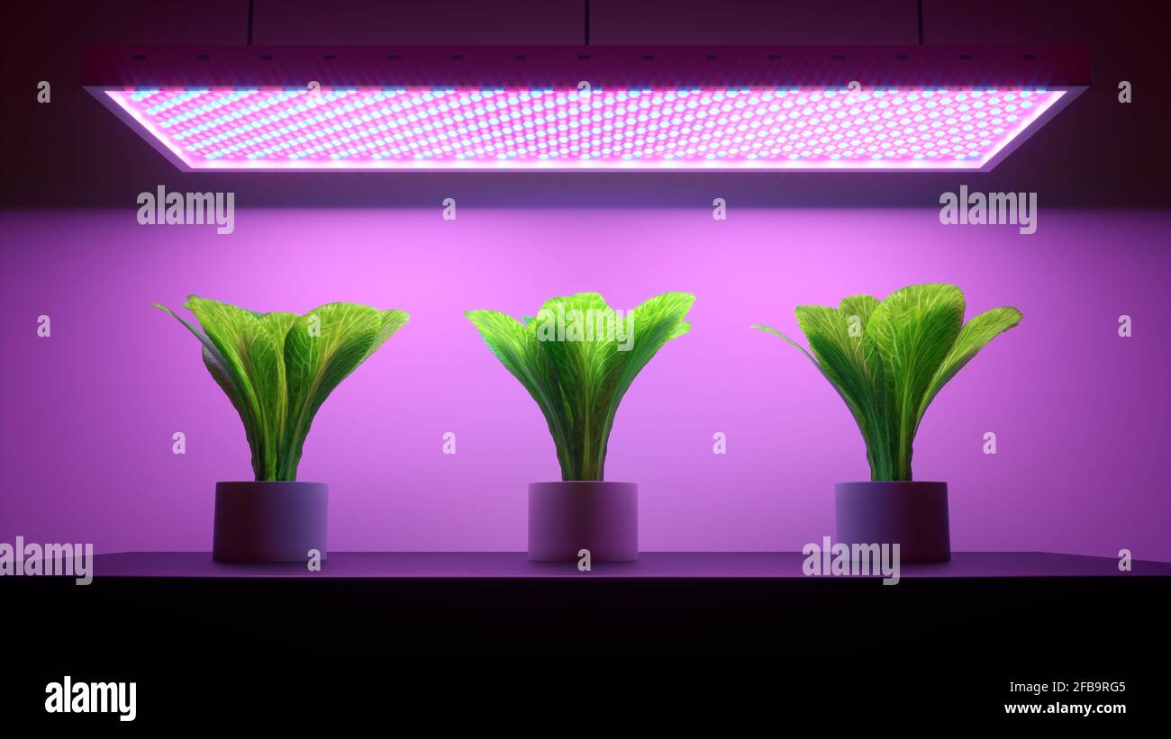 Led artificial light plants hi-res stock photography and images - Alamy