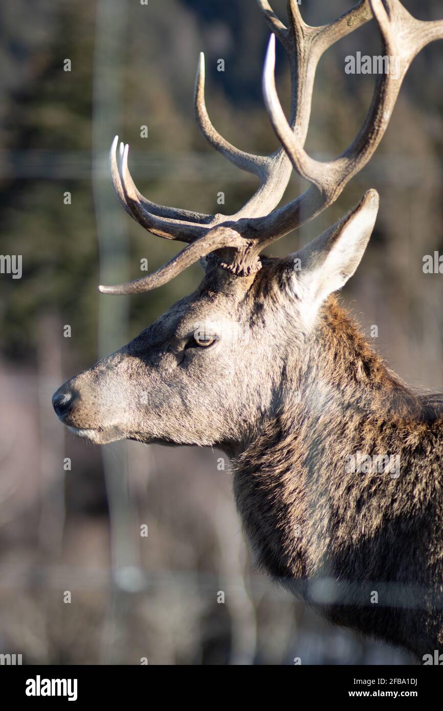 Selective focus of a deer with long antlers Stock Photo - Alamy