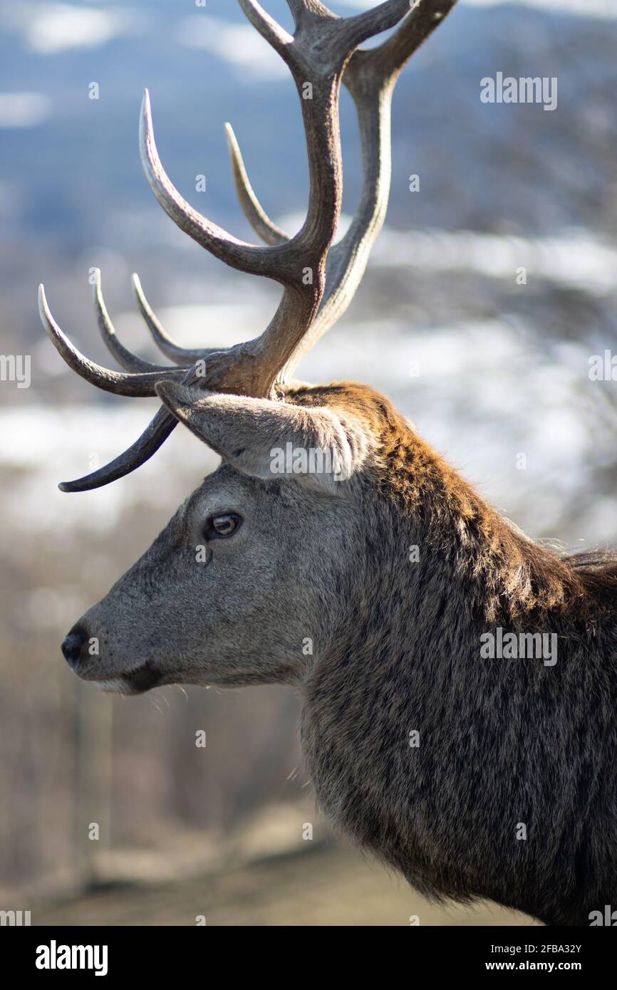 Selective focus of a deer with long antlers Stock Photo - Alamy