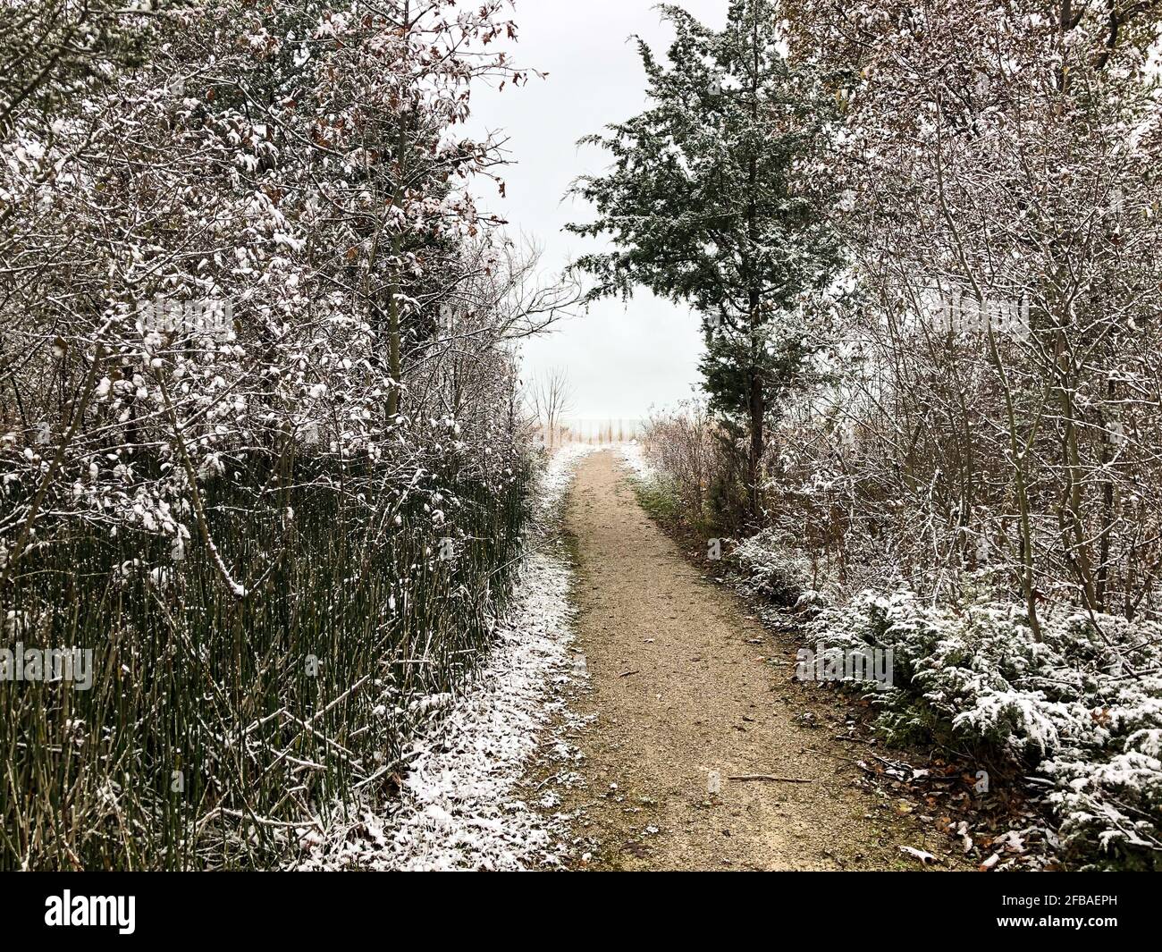 Dirt path with snow on sides, surrounded by evergreens and leading to ...