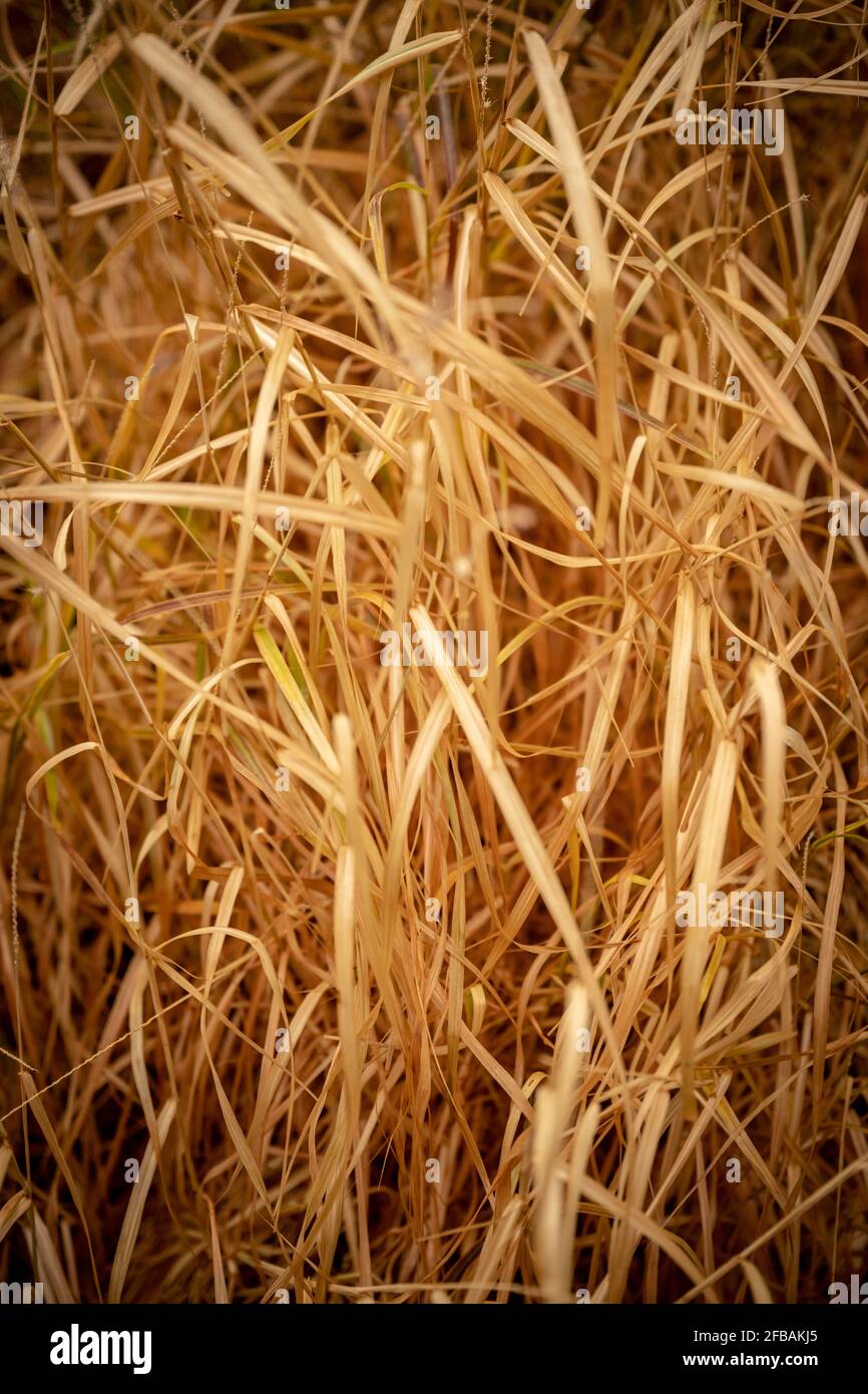 Grasses vertical hi-res stock photography and images - Alamy