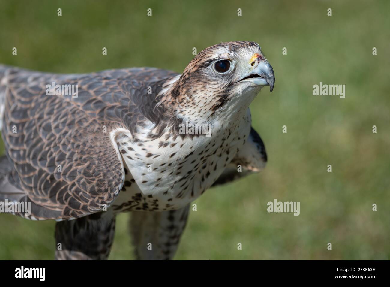 Portrait stands hi-res stock photography and images - Alamy