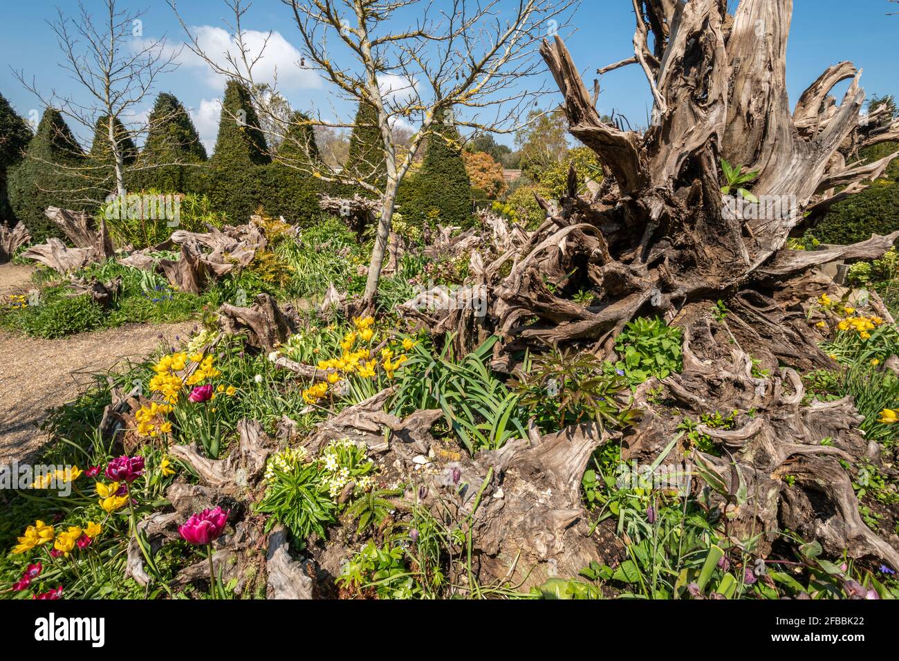 Stumpery hi-res stock photography and images - Alamy