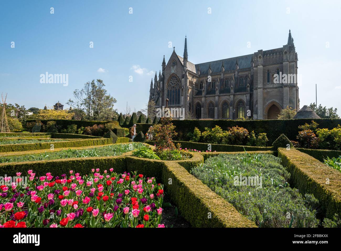 Arundel Castle tulip festival during April 2021, West Sussex, England ...