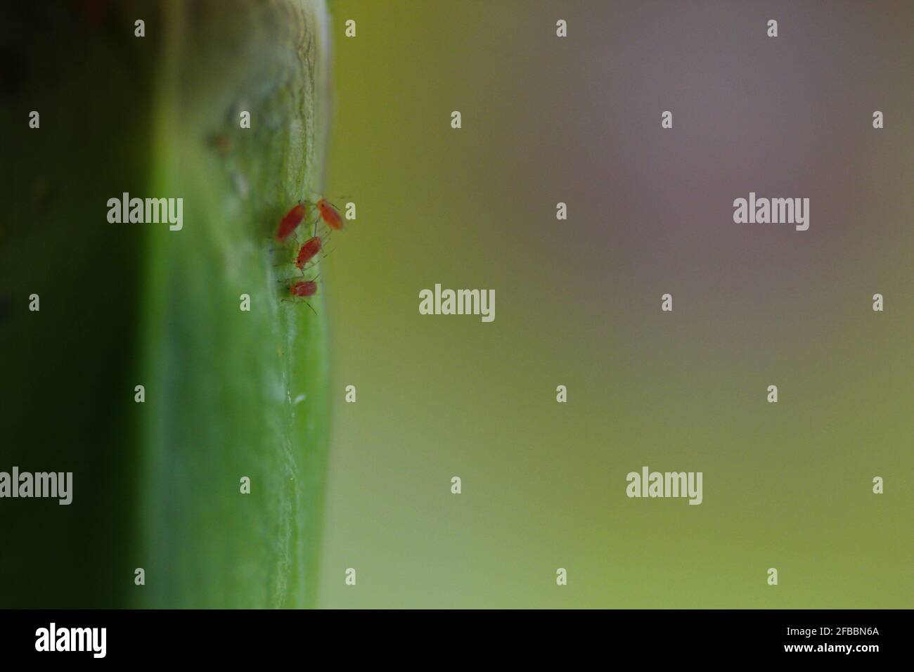 Aphids on a Plant Stock Photo - Alamy