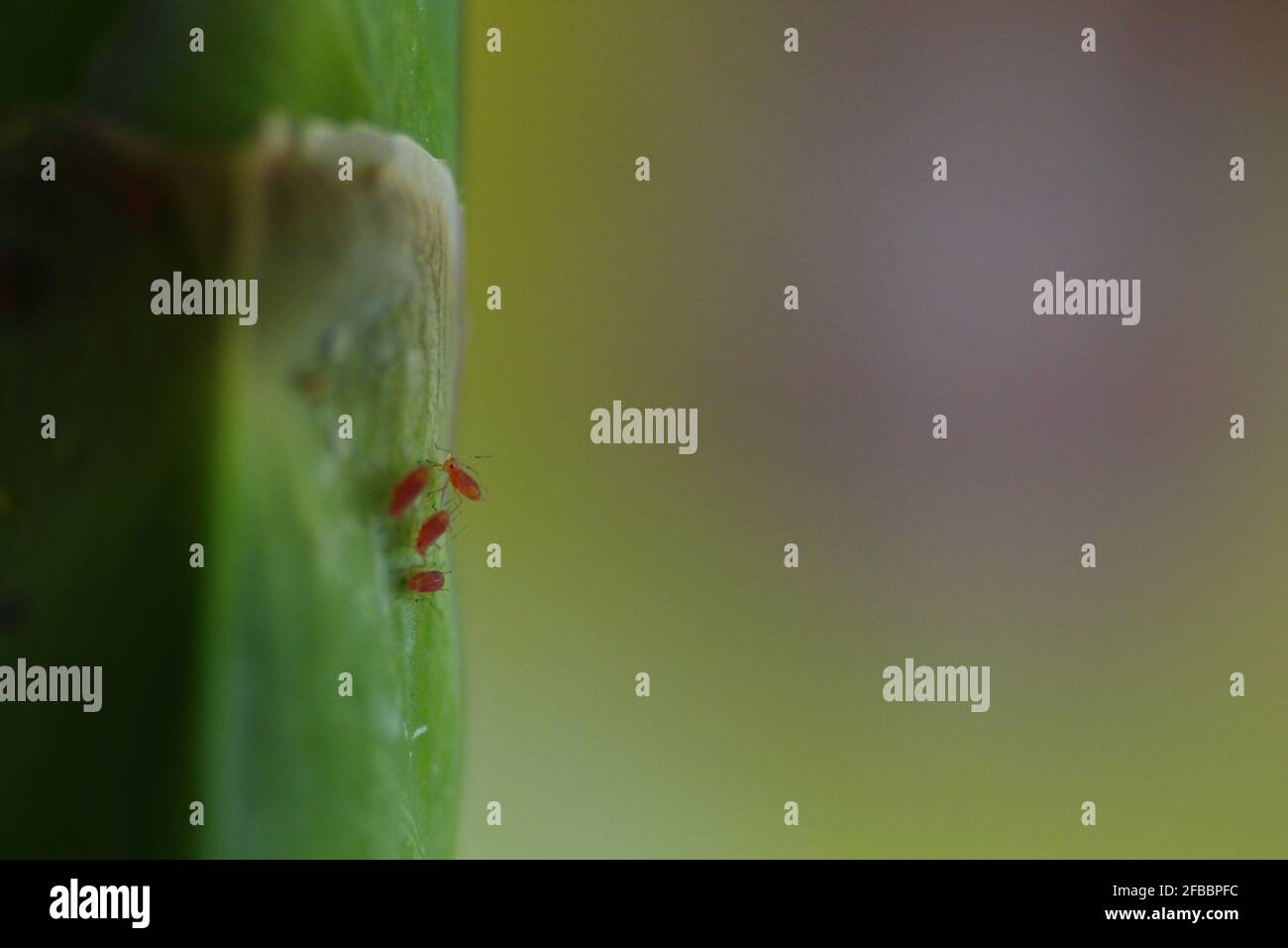 Aphids on a Plant Stock Photo - Alamy