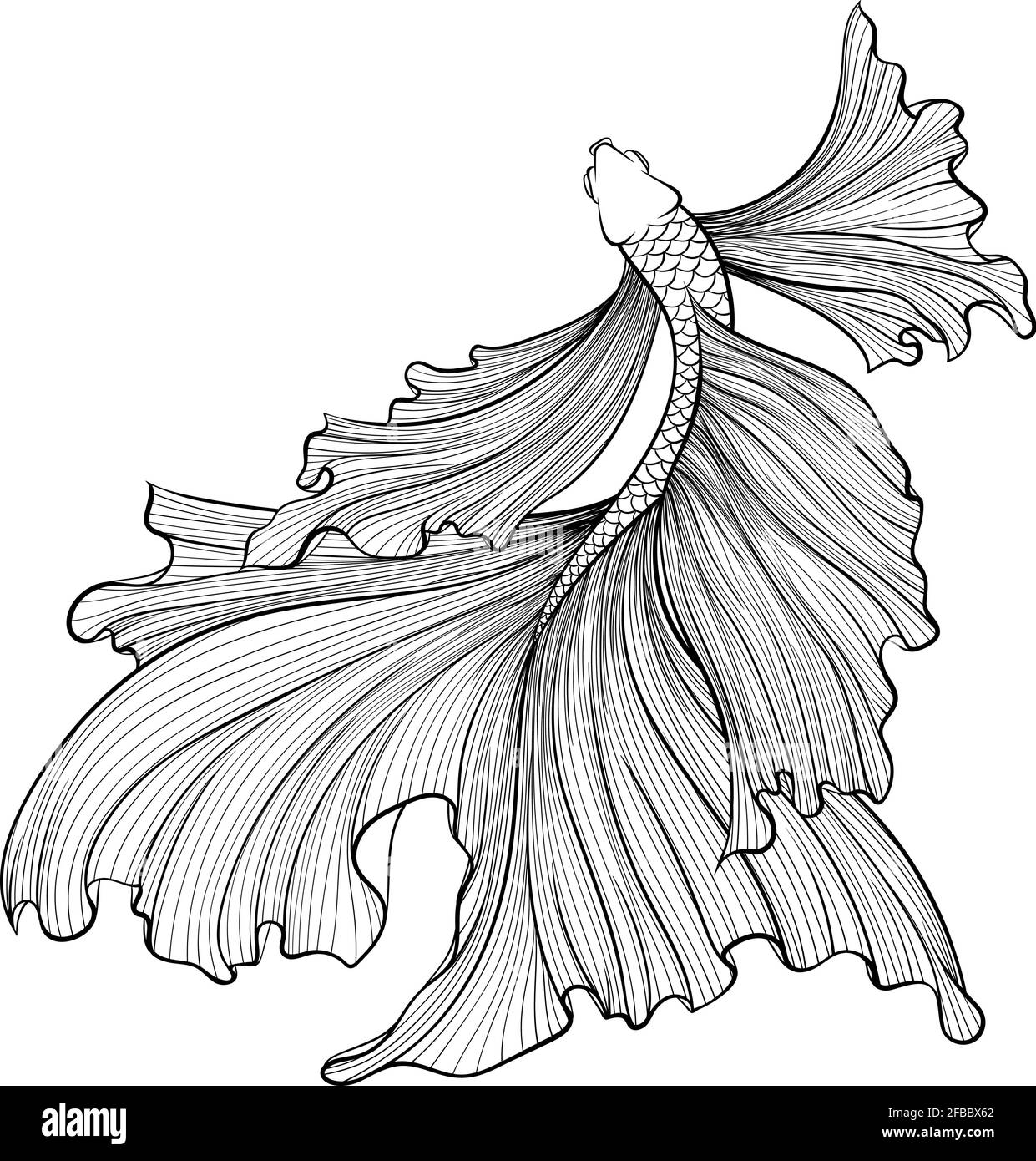 Siamese fighter fish top view line art Stock Vector Image & Art - Alamy