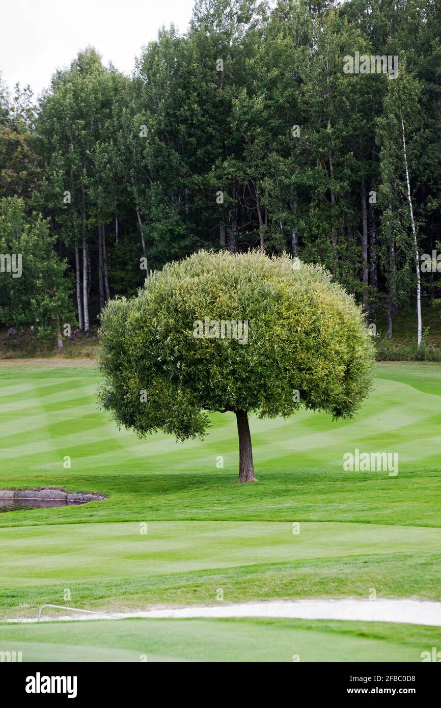 A tree on a golf course Stock Photo - Alamy